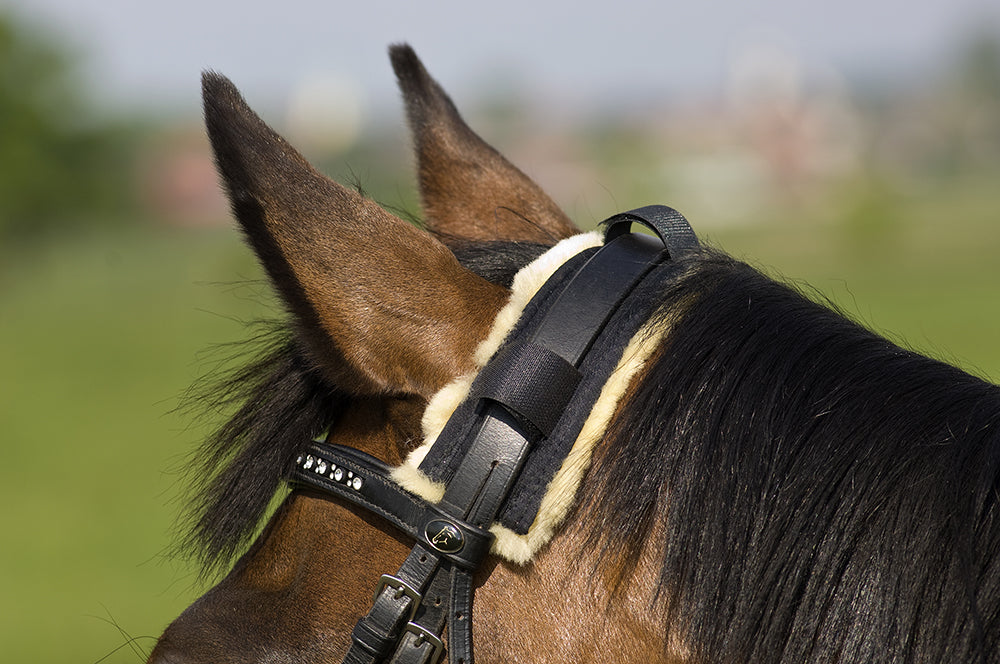 Poll Guard – Horsedream Importers